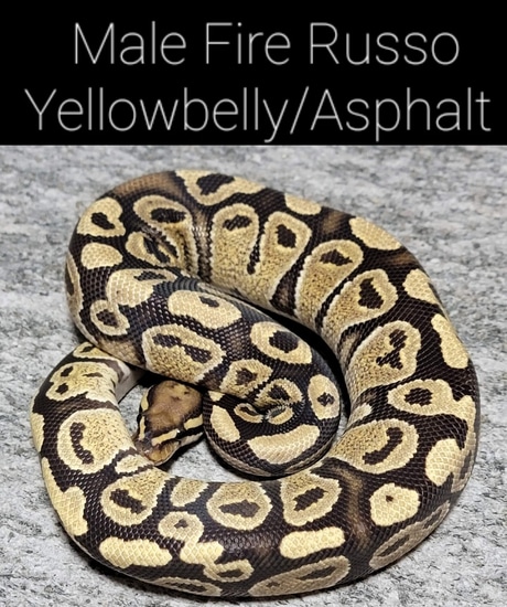 Fire Russo Yellowbelly/Asphalt Ball Python by Hershey Exotics