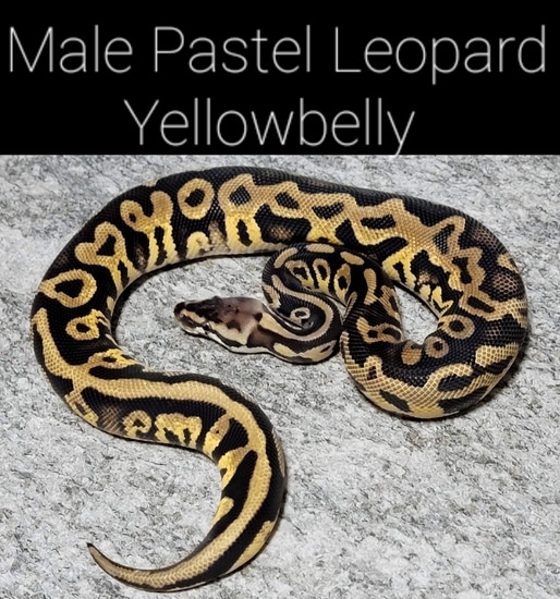 Pastel Leopard Yellowbelly Ball Python by Hershey Exotics