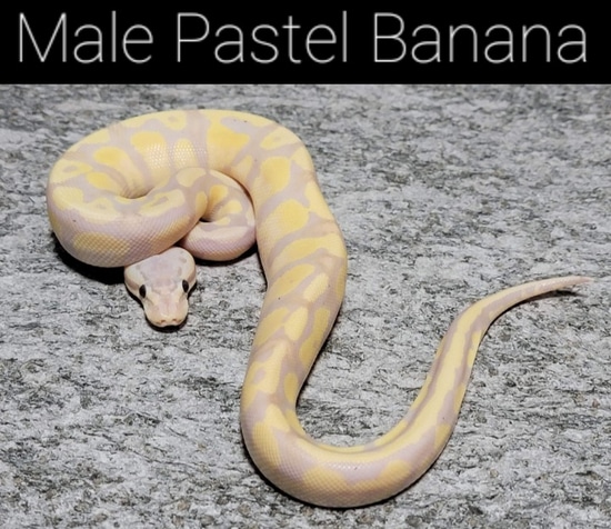 Pastel Banana Het Pied Ball Python by Hershey Exotics