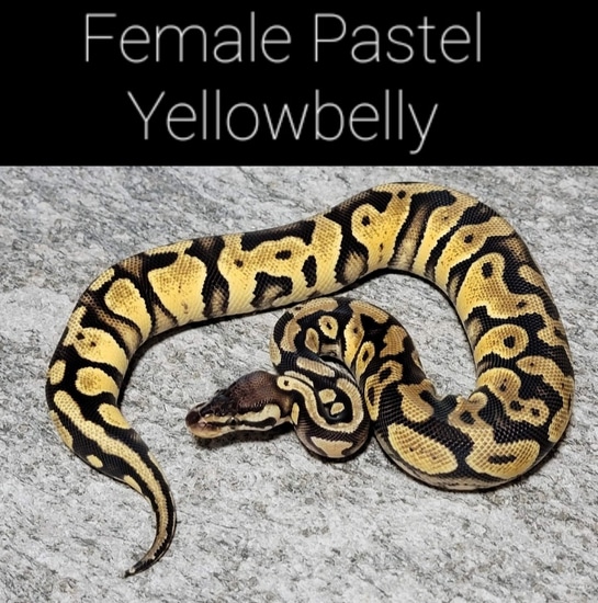 Pastel Yellowbelly Ball Python by Hershey Exotics