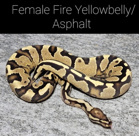 Fire Yellowbelly/Asphalt Ball Python by Hershey Exotics