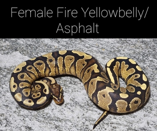 Fire Yellowbelly/Asphalt Ball Python by Hershey Exotics