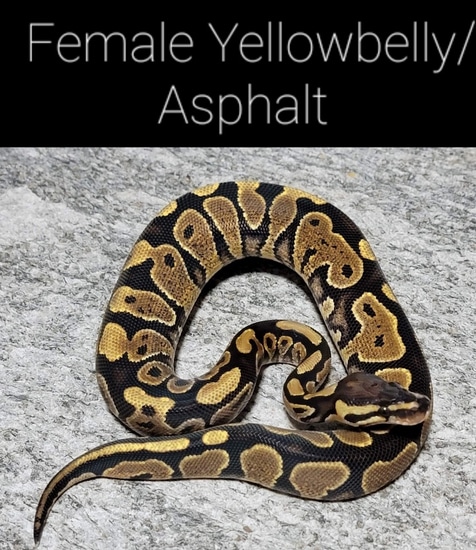 Yellowbelly/Asphalt Ball Python by Hershey Exotics