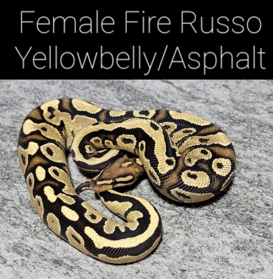 Fire Russo Yellowbelly/Asphalt Ball Python by Hershey Exotics