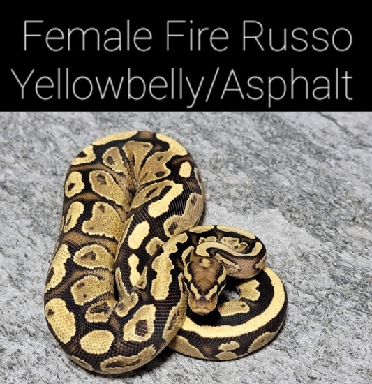 Fire Russo Yellowbelly/Asphalt Ball Python by Hershey Exotics