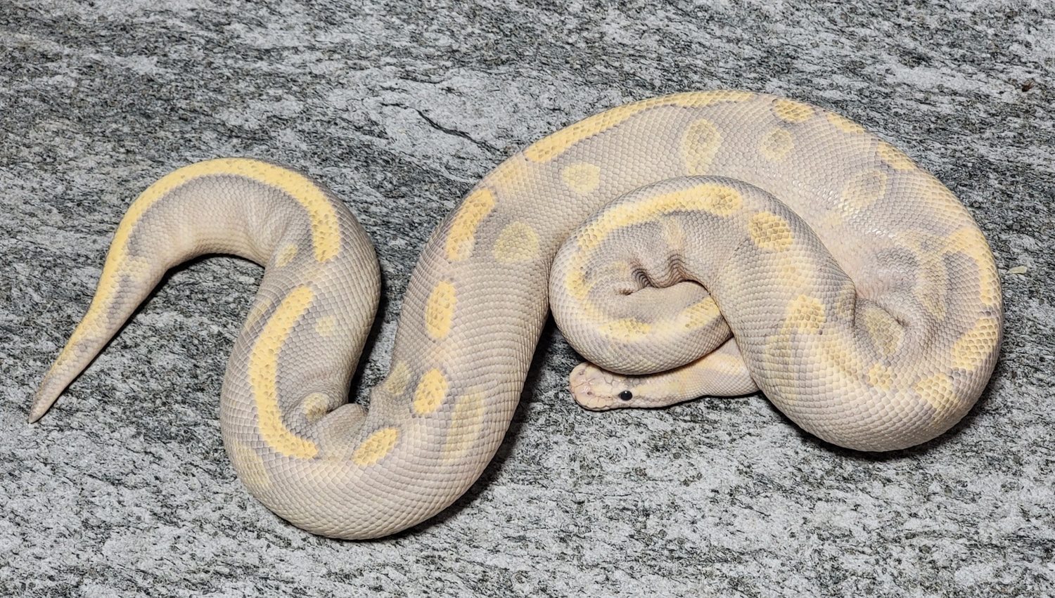 Enchi Mimosa Ball Python by Hershey Exotics - MorphMarket
