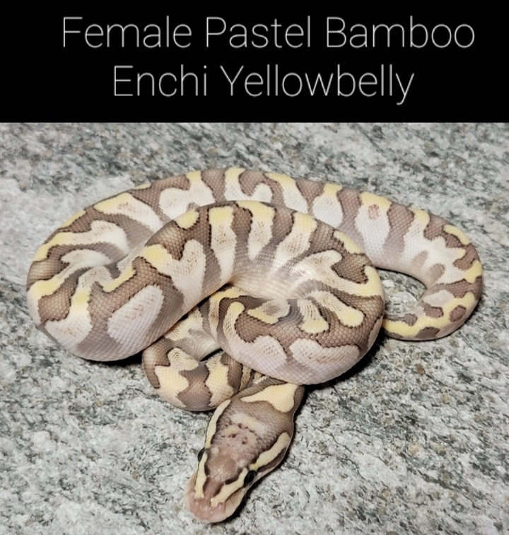Pastel Bamboo Enchi Yellowbelly Ball Python by Hershey Exotics ...