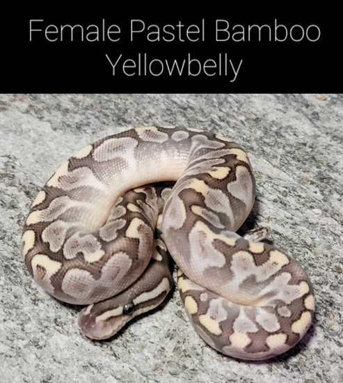 Pastel Bamboo Yellowbelly Ball Python by Hershey Exotics