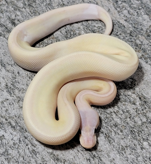 Banana Pewter Sandblast Fire Het Pied Ball Python by Hershey Exotics