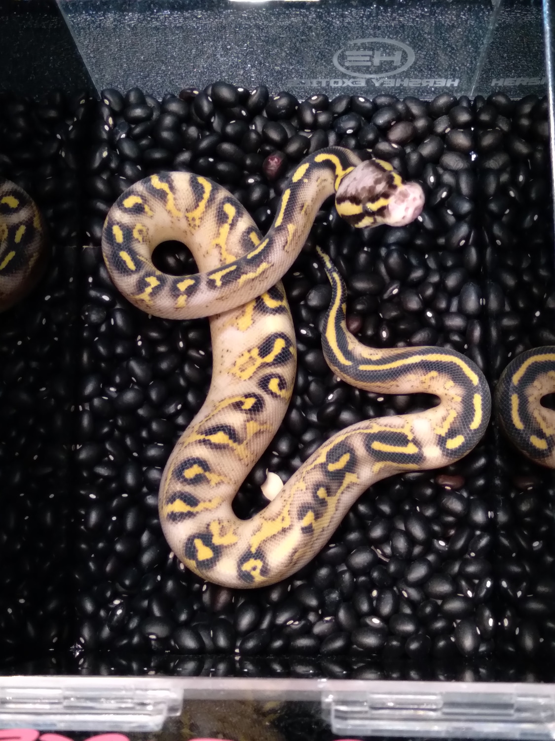 Pastel Surge Freeway Ball Python by Hershey Exotics - MorphMarket