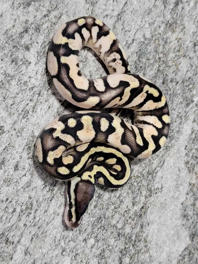 Pastel Calico Het Tristripe Ball Python by Hershey Exotics - MorphMarket