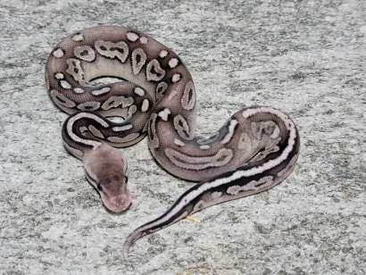 Pewter Sandblast Her Pied Ball Python by Hershey Exotics - MorphMarket