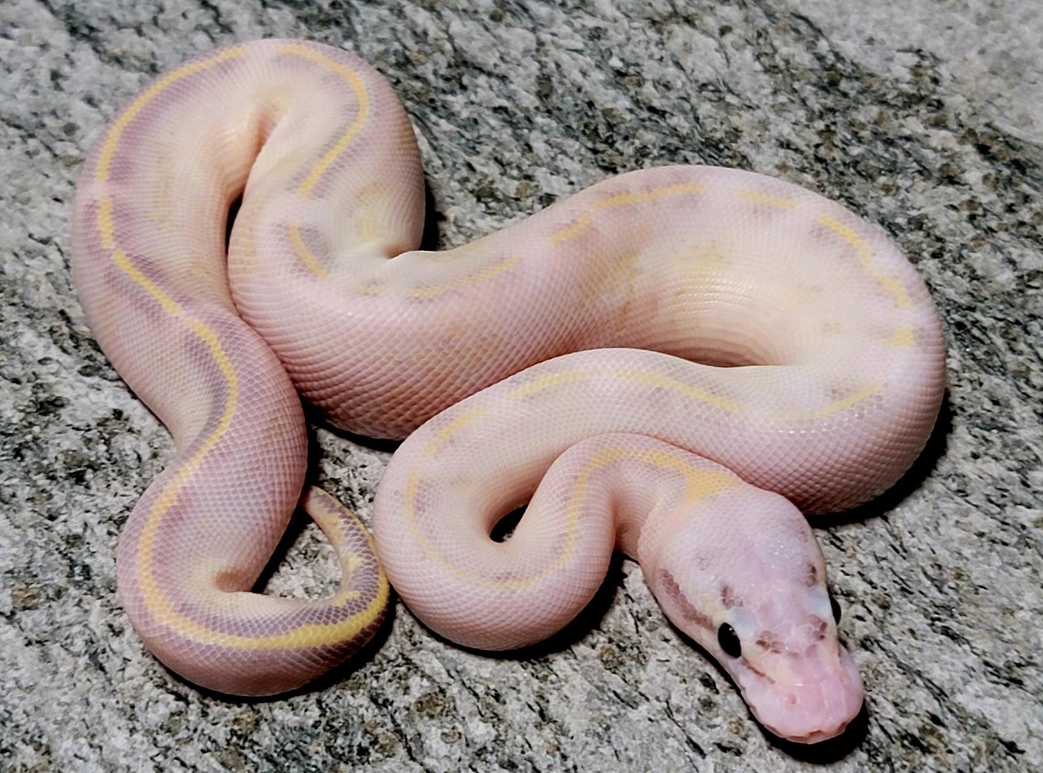 Pastel Surge Ivory Ball Python by Hershey Exotics - MorphMarket