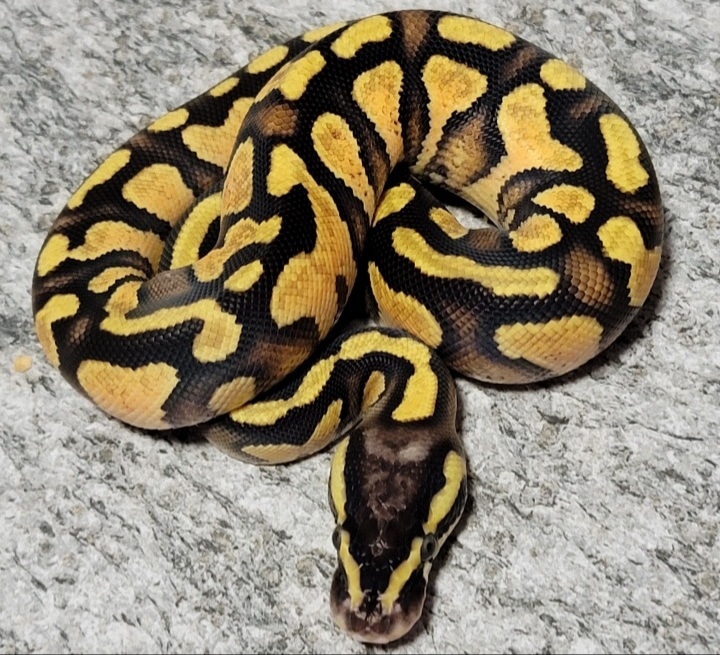 Pastel Yellowbelly Enchi Ball Python by Hershey Exotics - MorphMarket