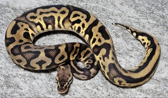 Pastel Leopard Yellowbelly Ball Python by Hershey Exotics