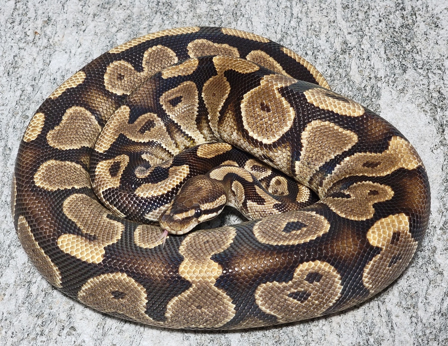 Yellowbelly Ball Python by Hershey Exotics - MorphMarket