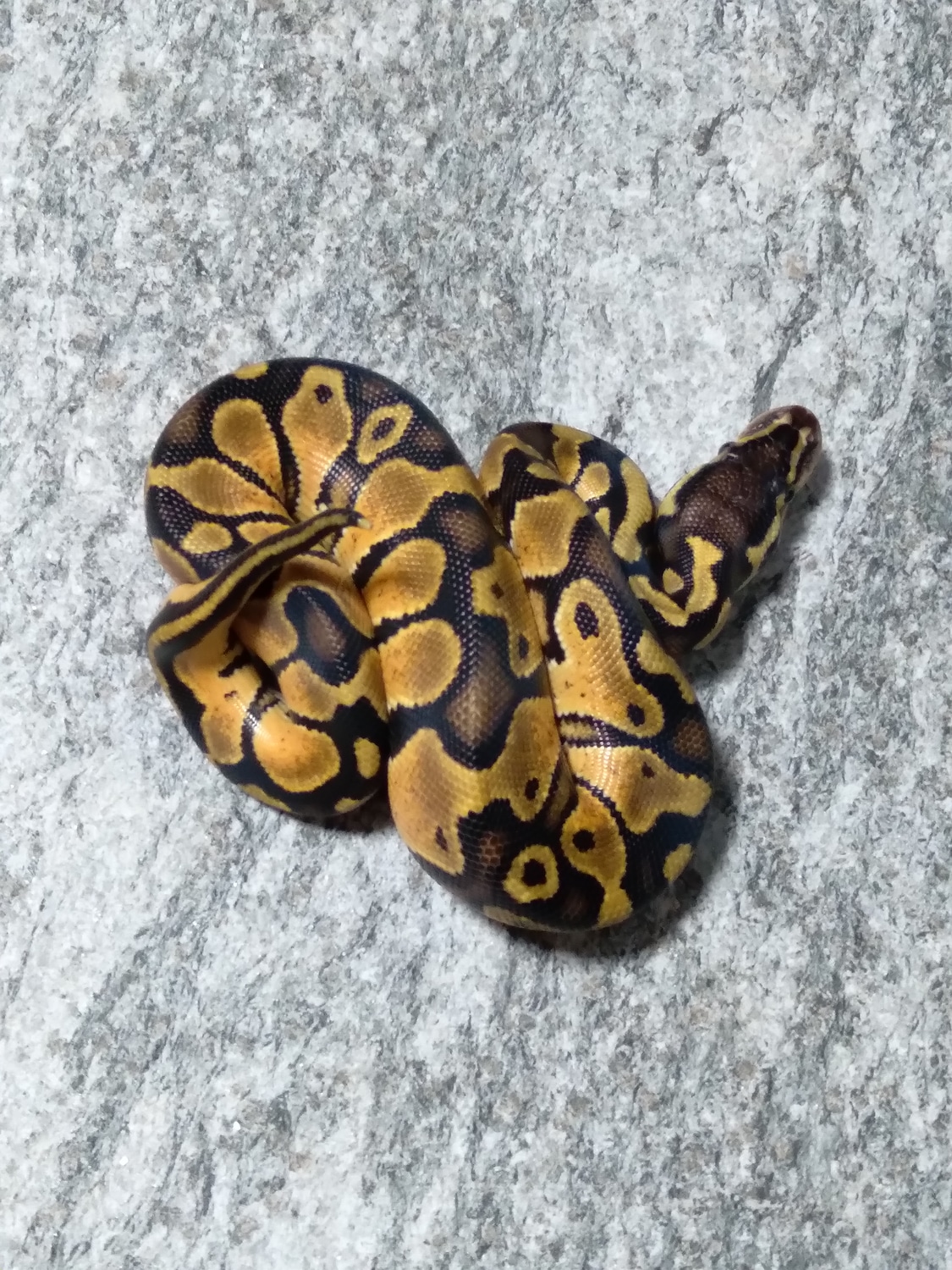 Pastel Ball Python by Hershey Exotics - MorphMarket