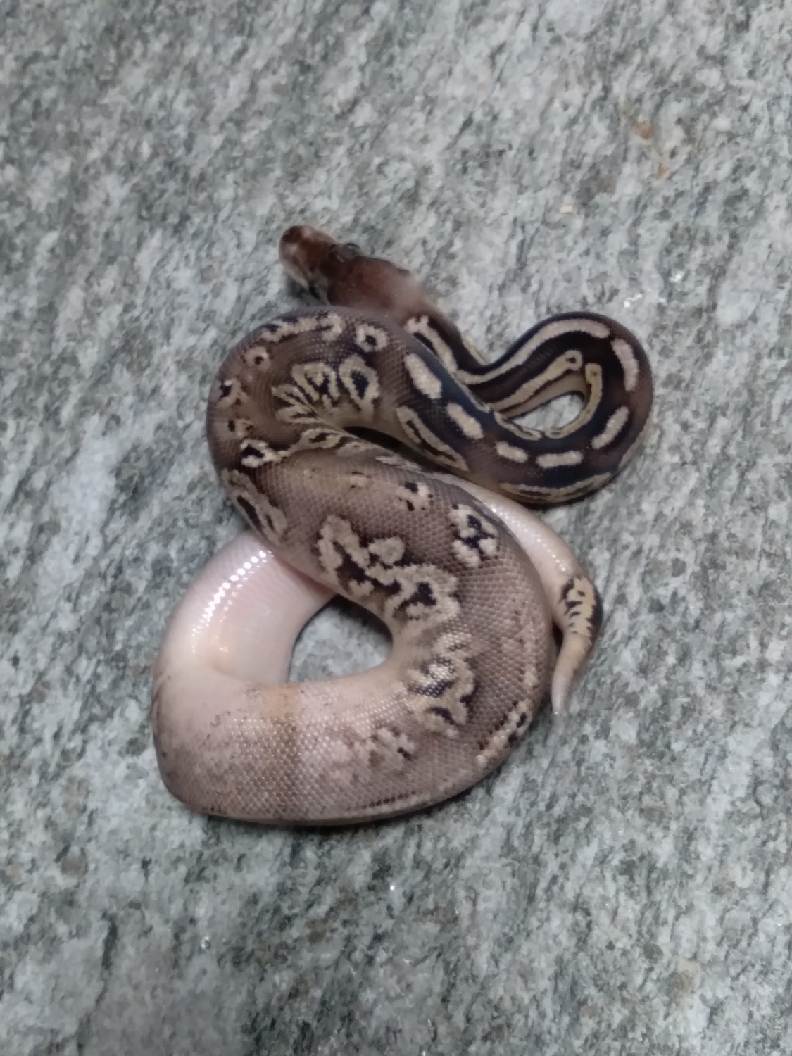 Black Pewter Sandblast Het Pied Ball Python by Hershey Exotics ...