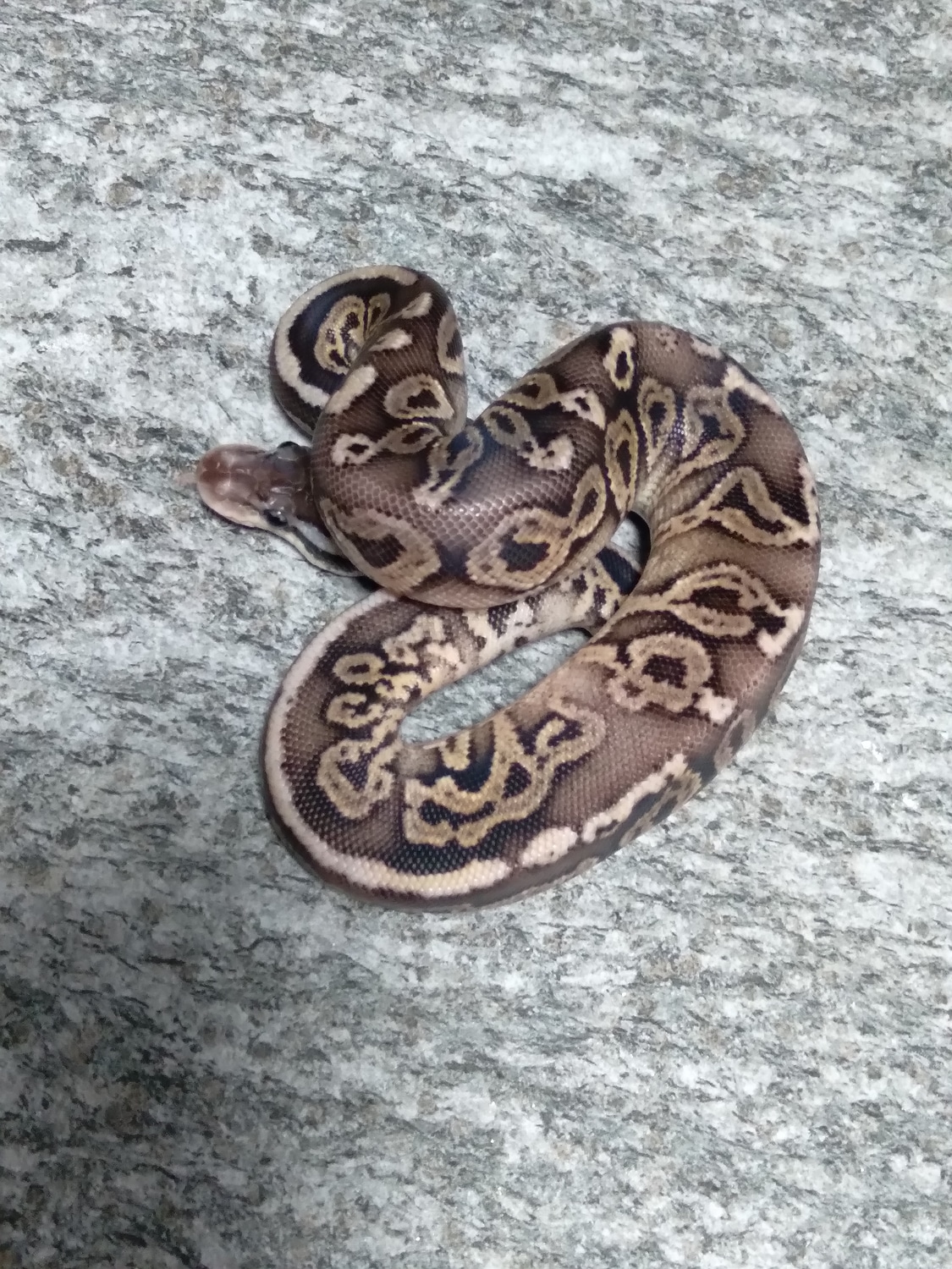Black Pewter Het Pied Het Ghost Ball Python by Hershey Exotics ...