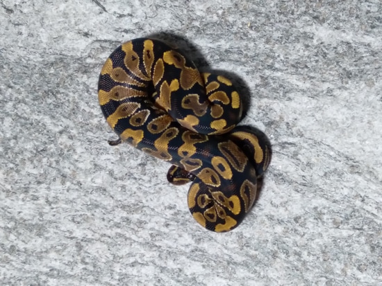 Asphalt Ball Python by Hershey Exotics