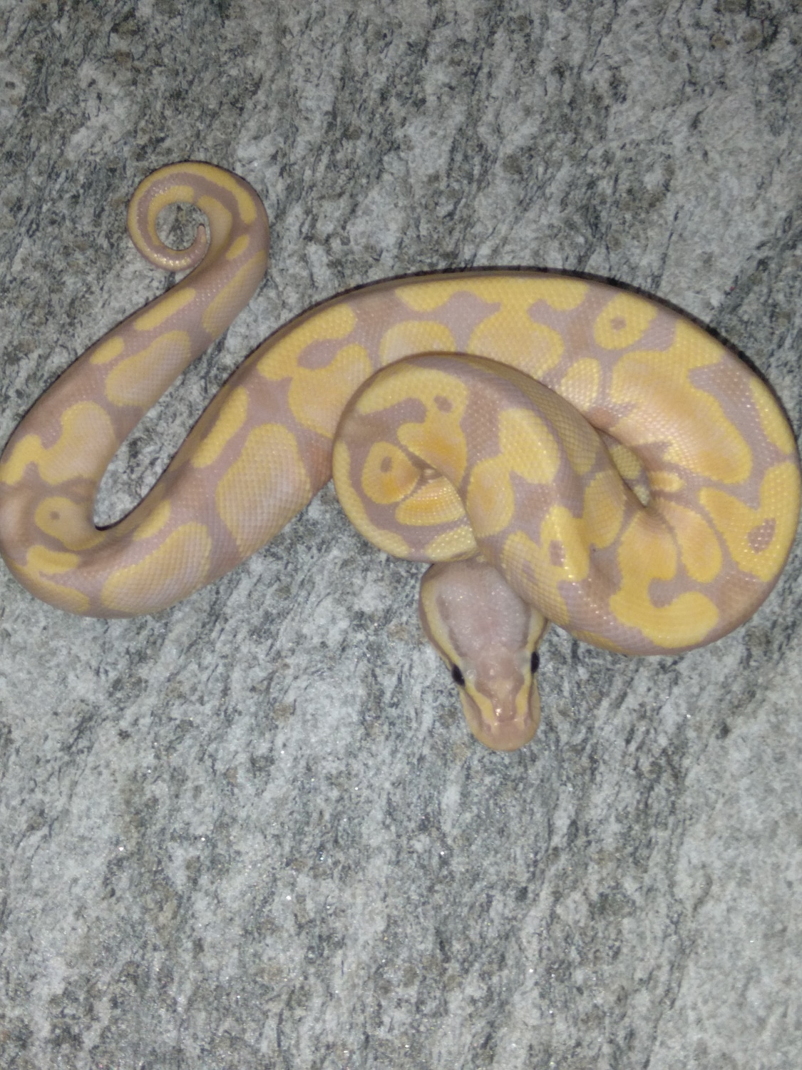 Pastel Banana Het Pied Het Ghost Ball Python by Hershey Exotics - MorphMarket