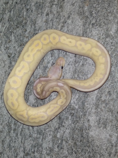 Pewter Fire Banana Het Pied Ball Python by Hershey Exotics