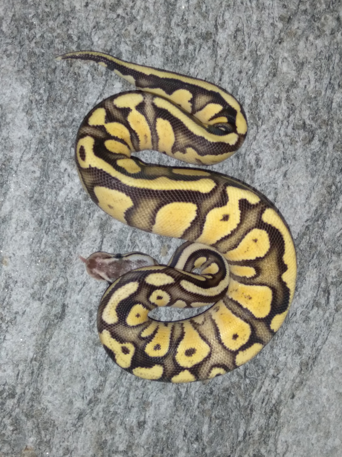 Firefly Het Pied Ball Python by Hershey Exotics - MorphMarket