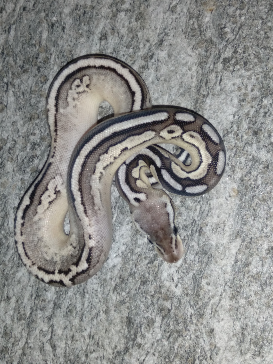 Pewter Sandblast Het Pied Het Ghost Ball Python by Hershey Exotics ...