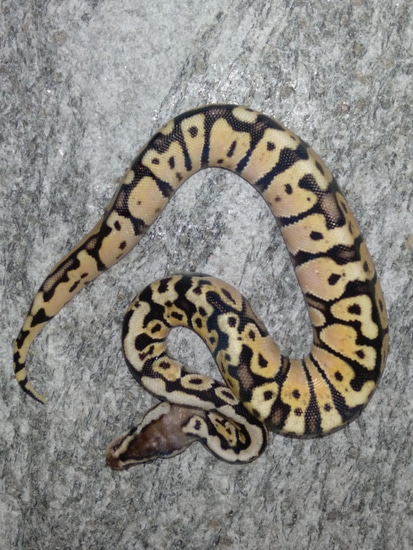 Pastel HGW Ball Python by Hershey Exotics