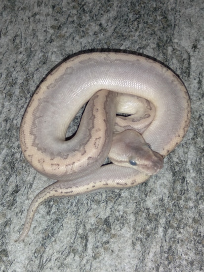 Bamboo Cinnamon Pinstripe Ball Python by Hershey Exotics