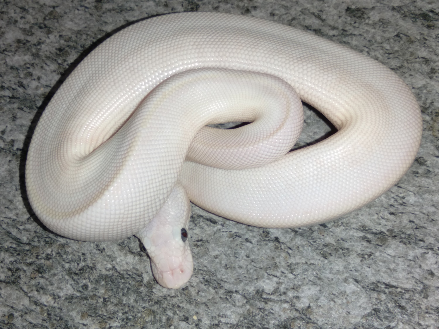 Mojave Butter Ball Python by Hershey Exotics - MorphMarket