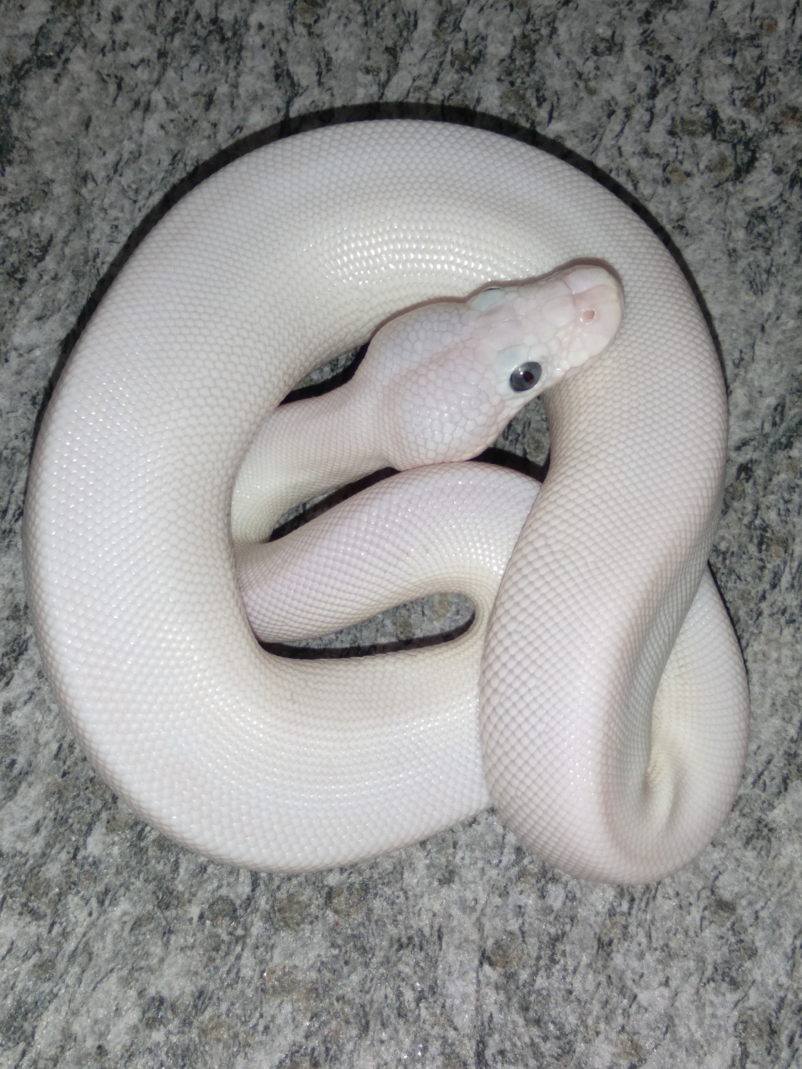 Mojave Butter Ball Python by Hershey Exotics - MorphMarket