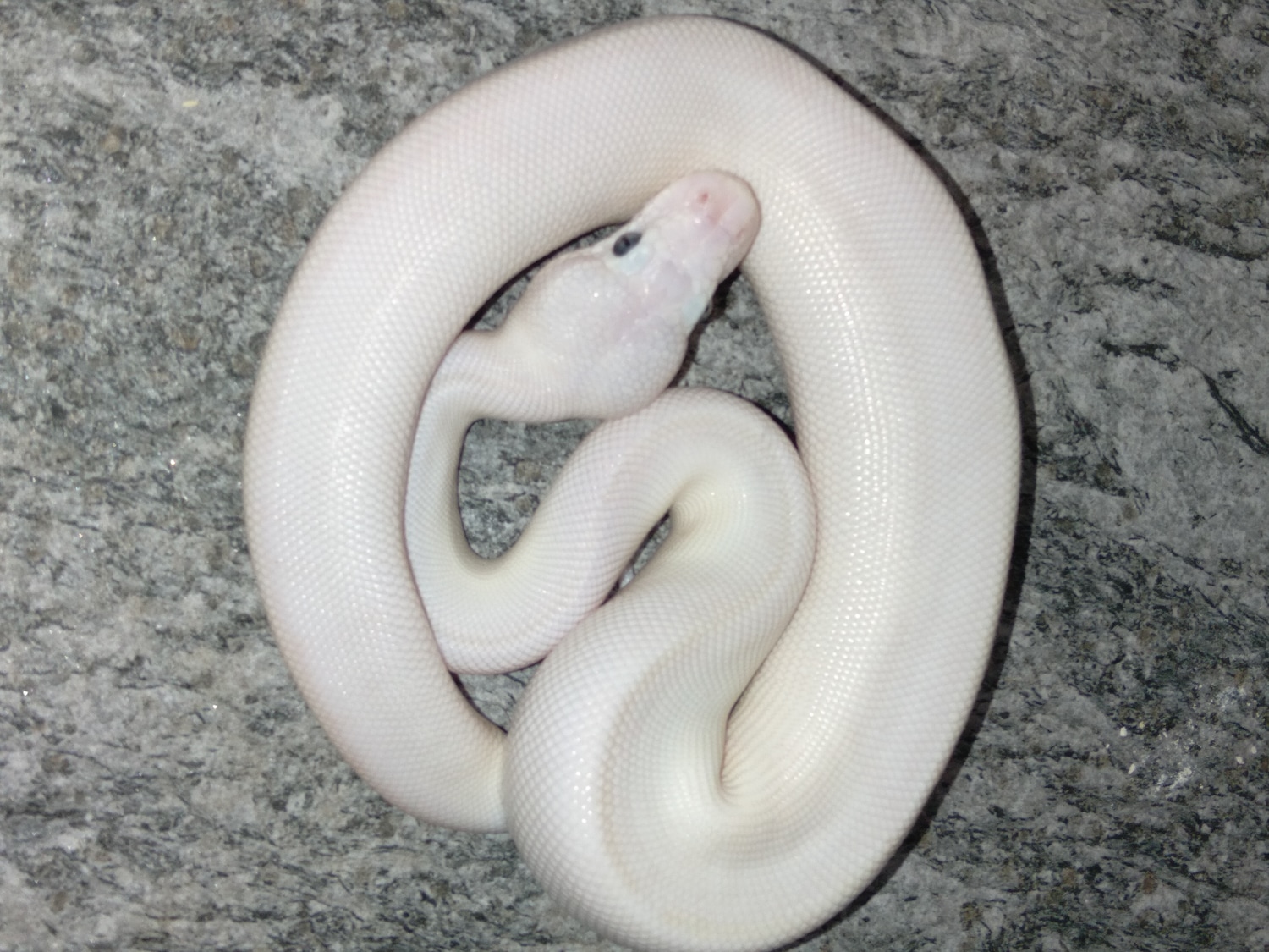 Mojave Butter Ball Python by Hershey Exotics - MorphMarket