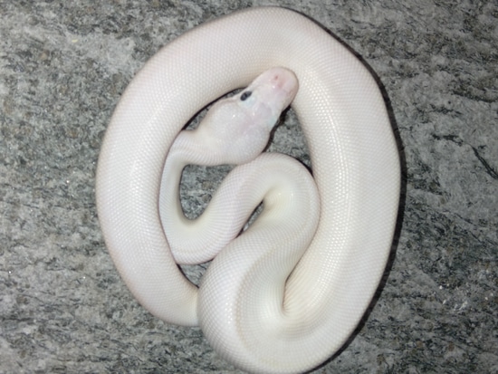 Mojave Butter Ball Python by Hershey Exotics