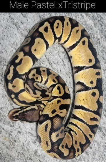 Pastel Het Tristripe Ball Python by Hershey Exotics