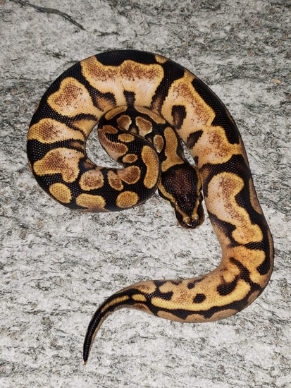 Pastel Orange Dream Calico Ball Python by Hershey Exotics