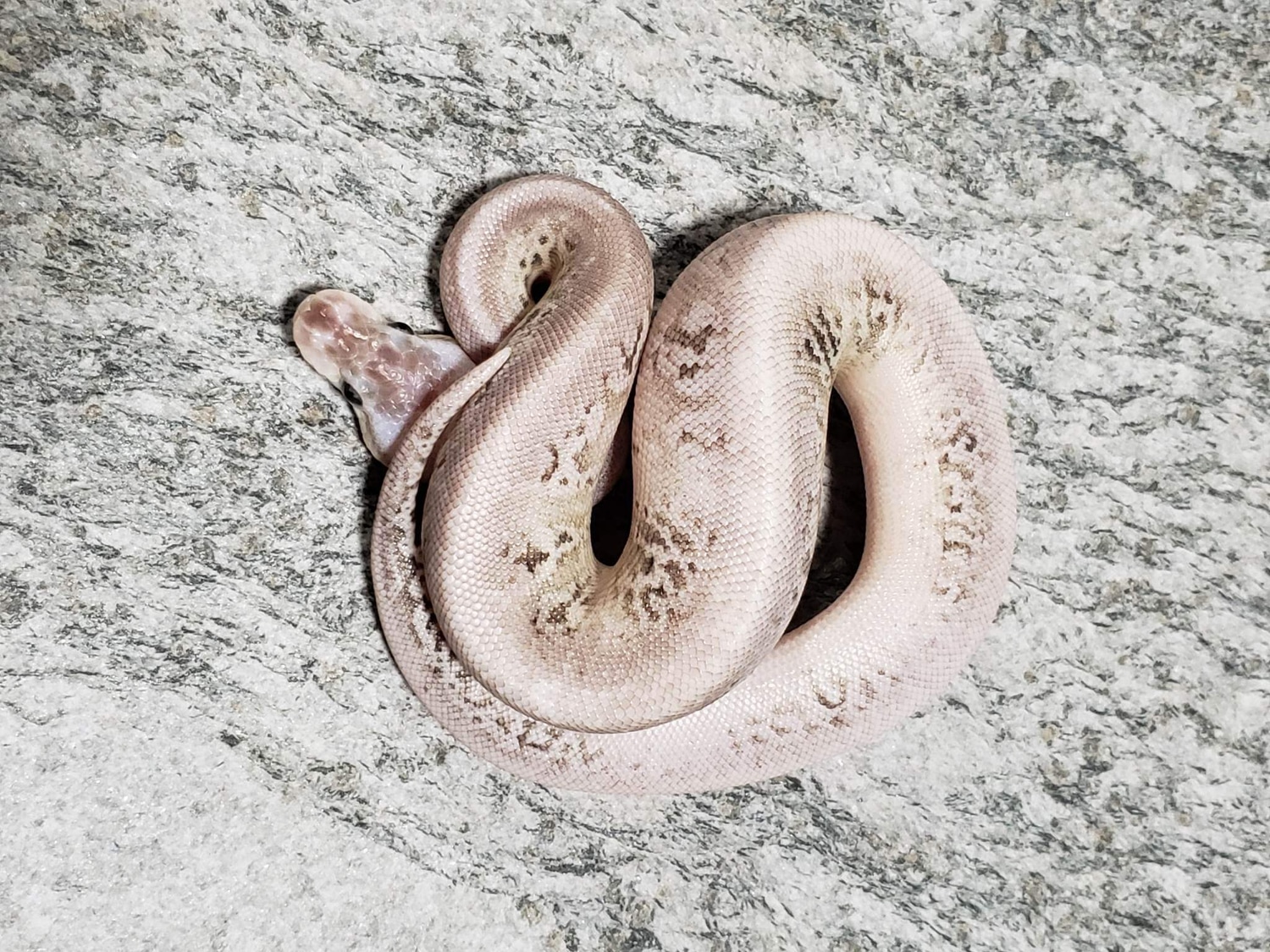 Firefly Gargoyle Ball Python by Hershey Exotics - MorphMarket