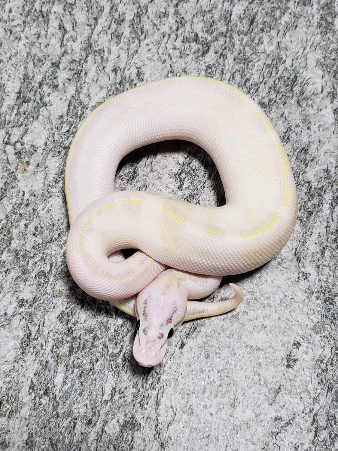 Firefly Ivory Ball Python by Hershey Exotics - MorphMarket