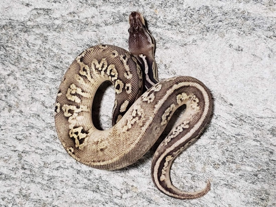 Black Pewter Sandblast Het Piebald Het Ghost Ball Python by Hershey Exotics