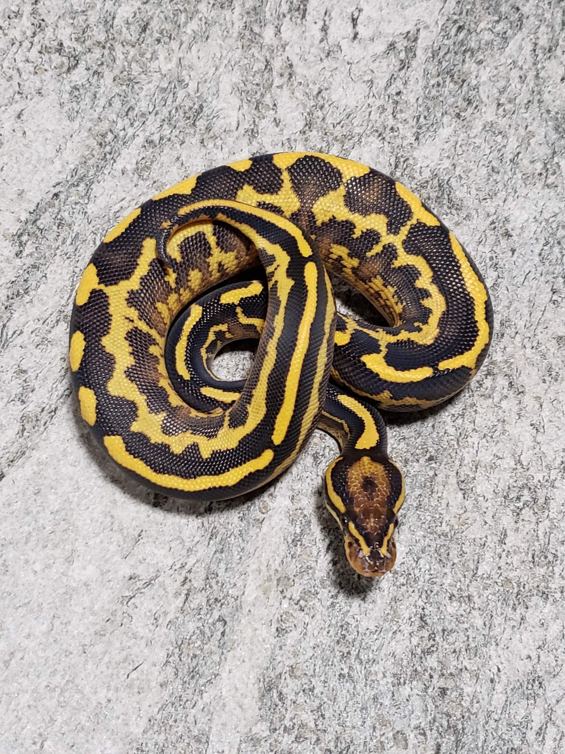 Leopard Freeway Ball Python by Hershey Exotics - MorphMarket