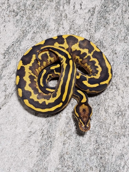 Leopard Freeway Ball Python by Hershey Exotics
