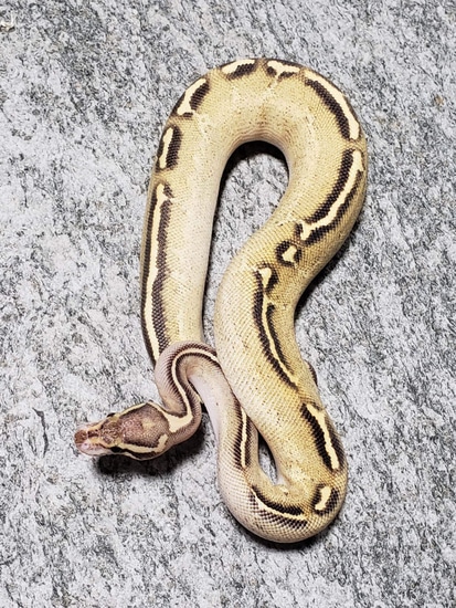 Black Pastel Fire Freeway Ball Python by Hershey Exotics