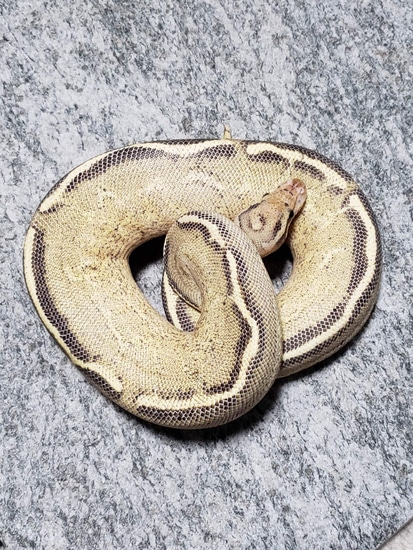 Fire Russo Freeway Ball Python by Hershey Exotics