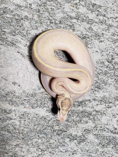 Leopard Ivory Ball Python by Hershey Exotics