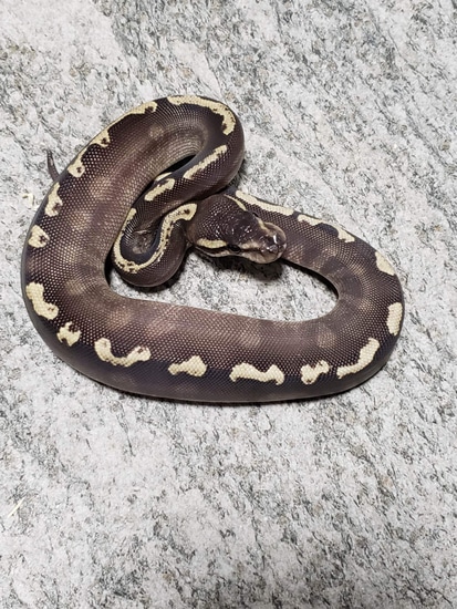 GHI Mojave Ball Python by Hershey Exotics