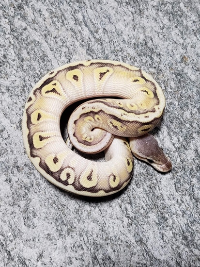 Pastel Mojave HGW Ball Python by Hershey Exotics
