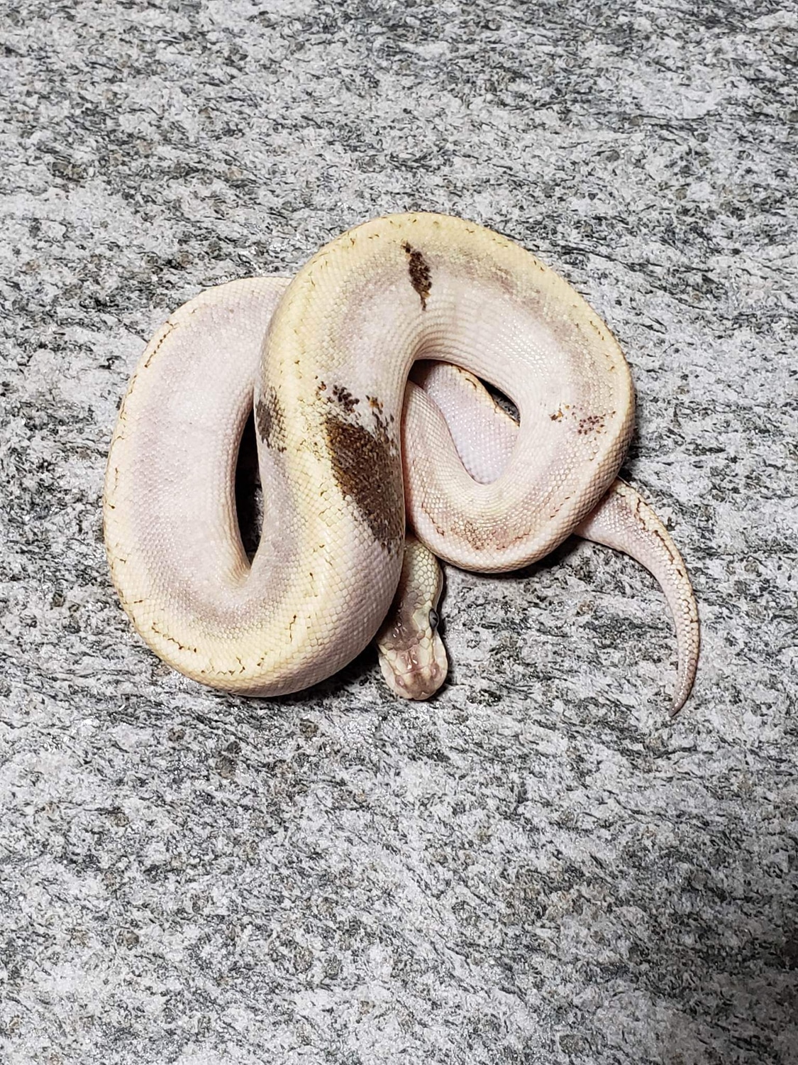 Bamboo Cinnamon Pinstripe Yellowbelly/Asphalt Paradox Ball Python by Hershey Exotics - MorphMarket