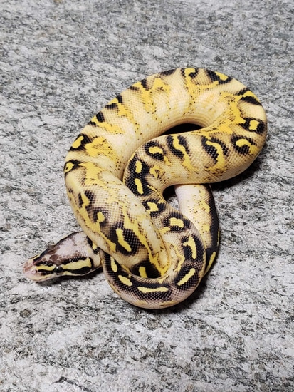 Pastel Surge Freeway Ball Python by Hershey Exotics