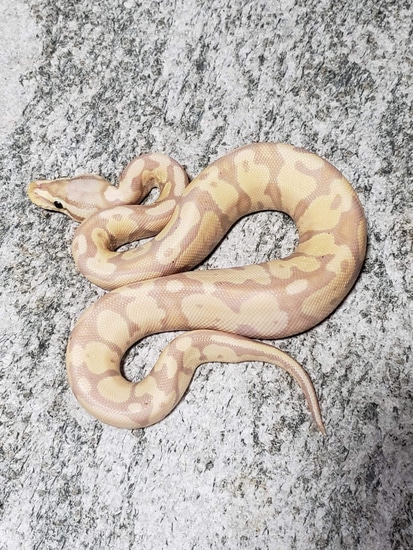 Pastel Banana Het Hypo Het Pied Ball Python by Hershey Exotics