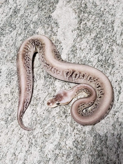 Pastel Gargoyle Ball Python by Hershey Exotics